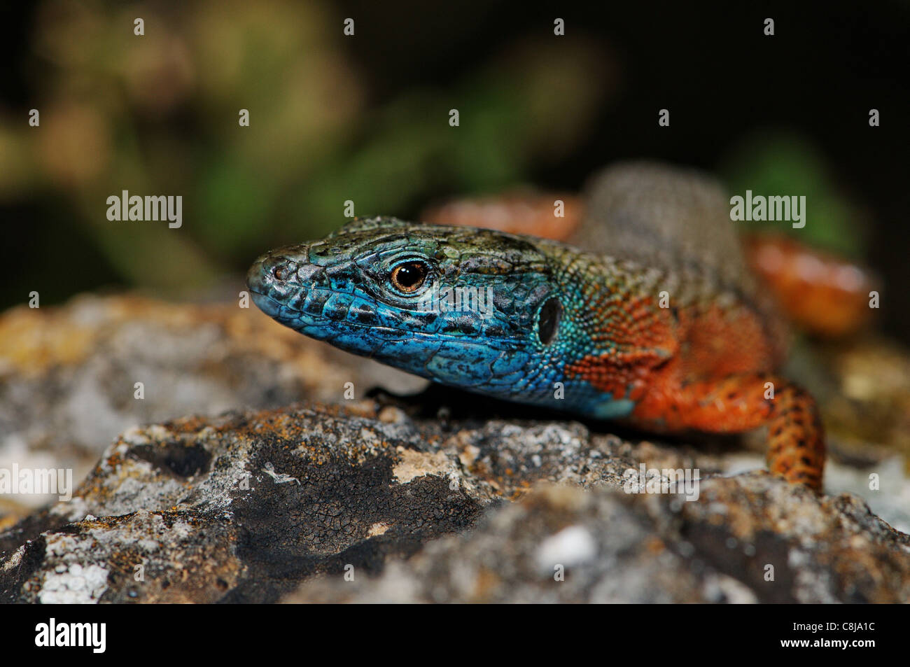 Lézards méditerranéens Banque de photographies et d’images à haute ...