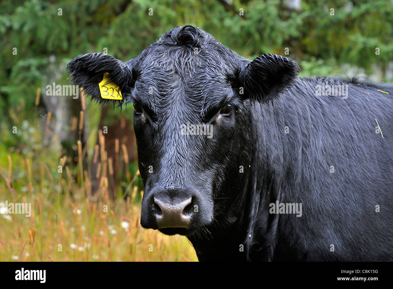 Une vache noire Banque de photographies et d’images à haute résolution ...