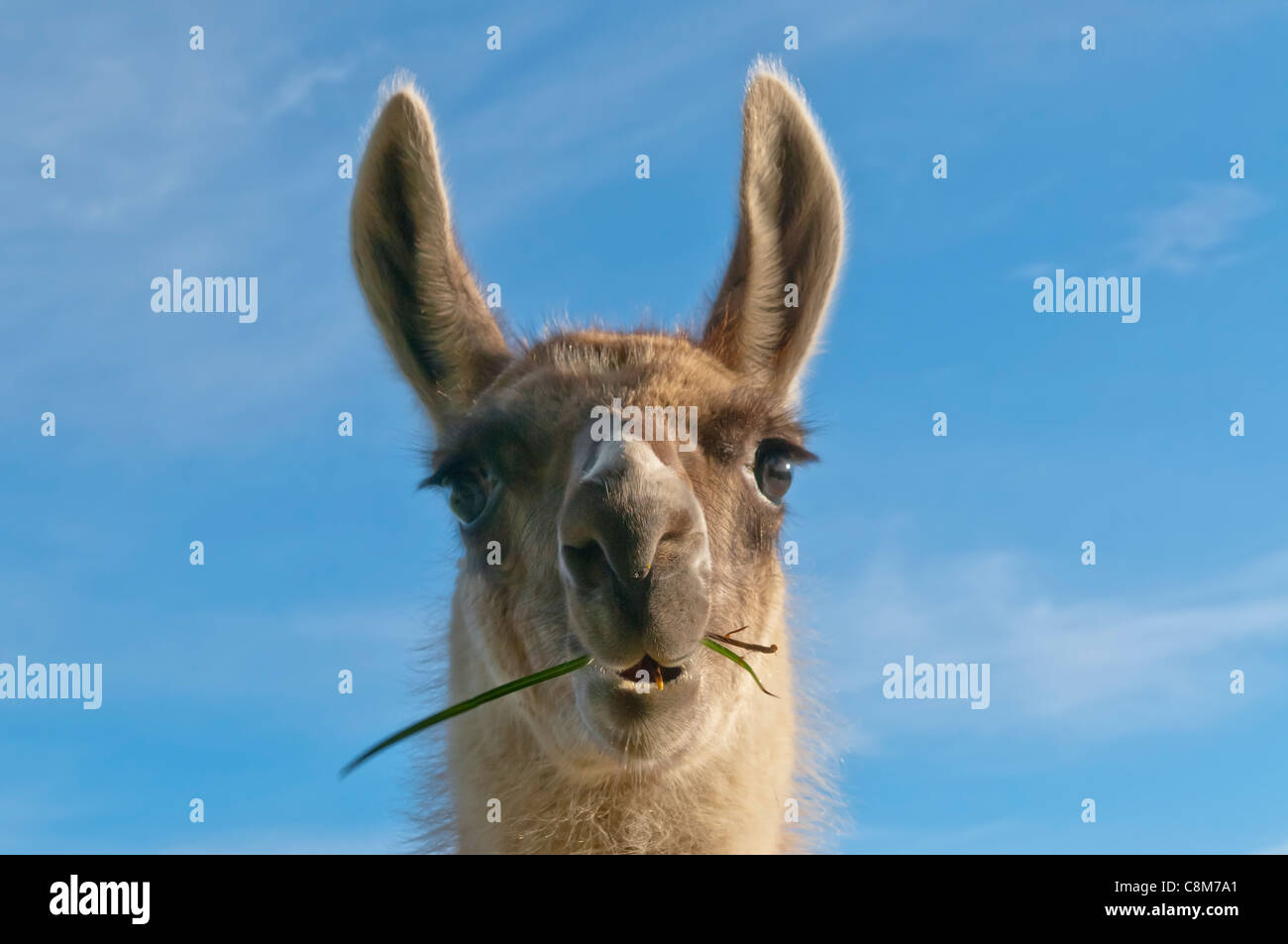 Ande the llama Banque de photographies et d’images à haute résolution ...