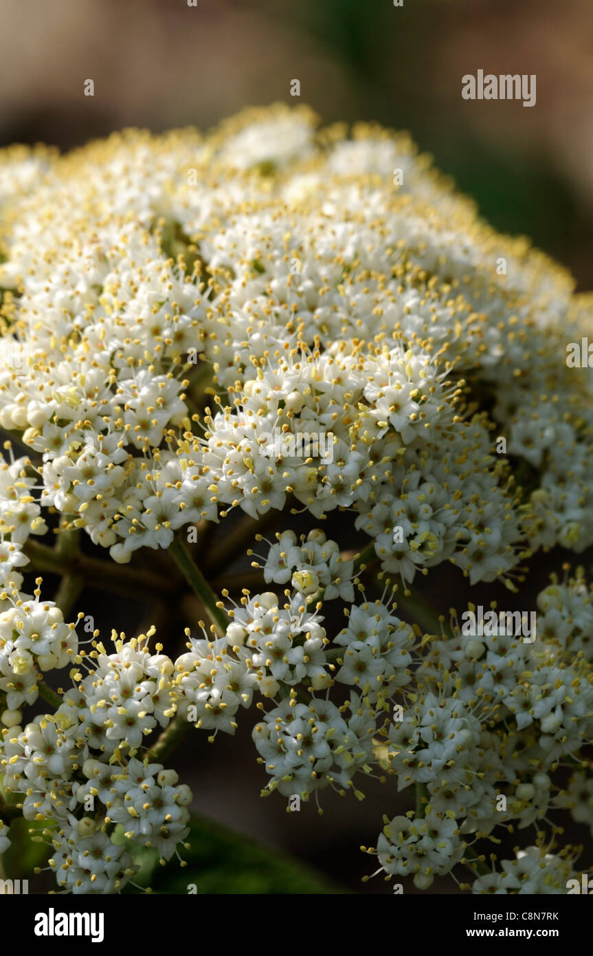 Allegheny viburnum Banque de photographies et d’images à haute ...