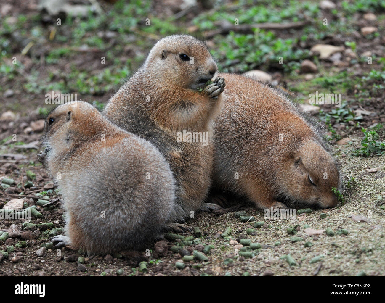 Chiens de prairie Banque de photographies et d’images à haute ...
