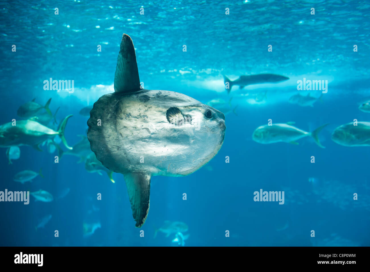 Ocean sunfish mola mola in Banque de photographies et d’images à haute ...