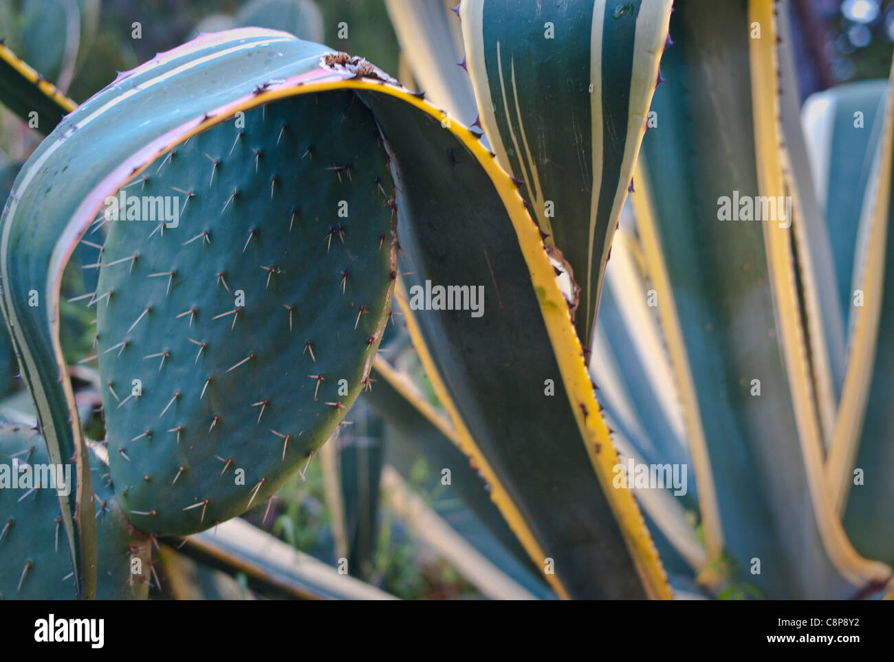 Tree cactus algarve cactus Banque de photographies et d’images à haute ...