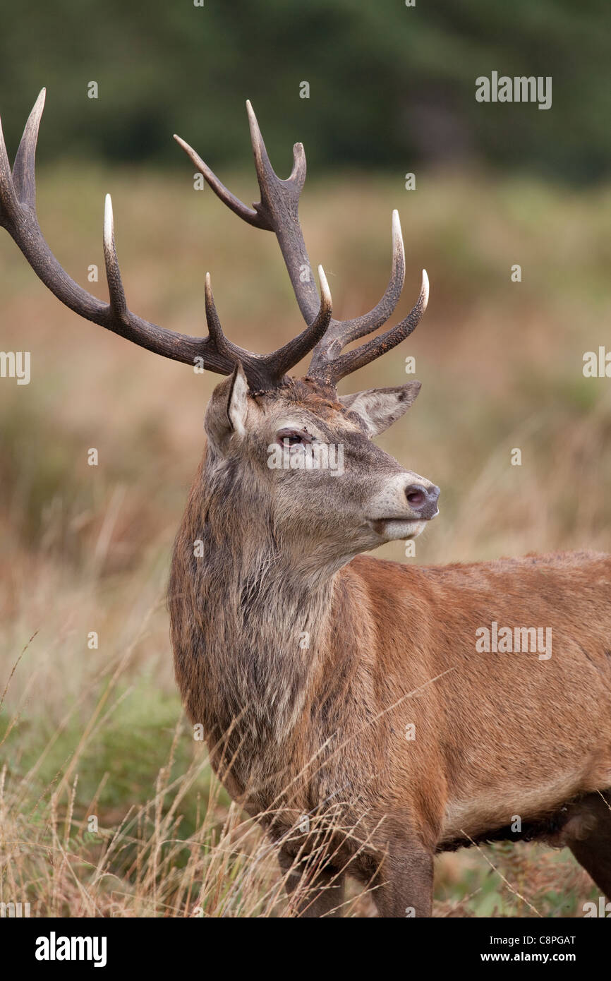 Cerfs rouges agressifs Banque de photographies et d’images à haute ...