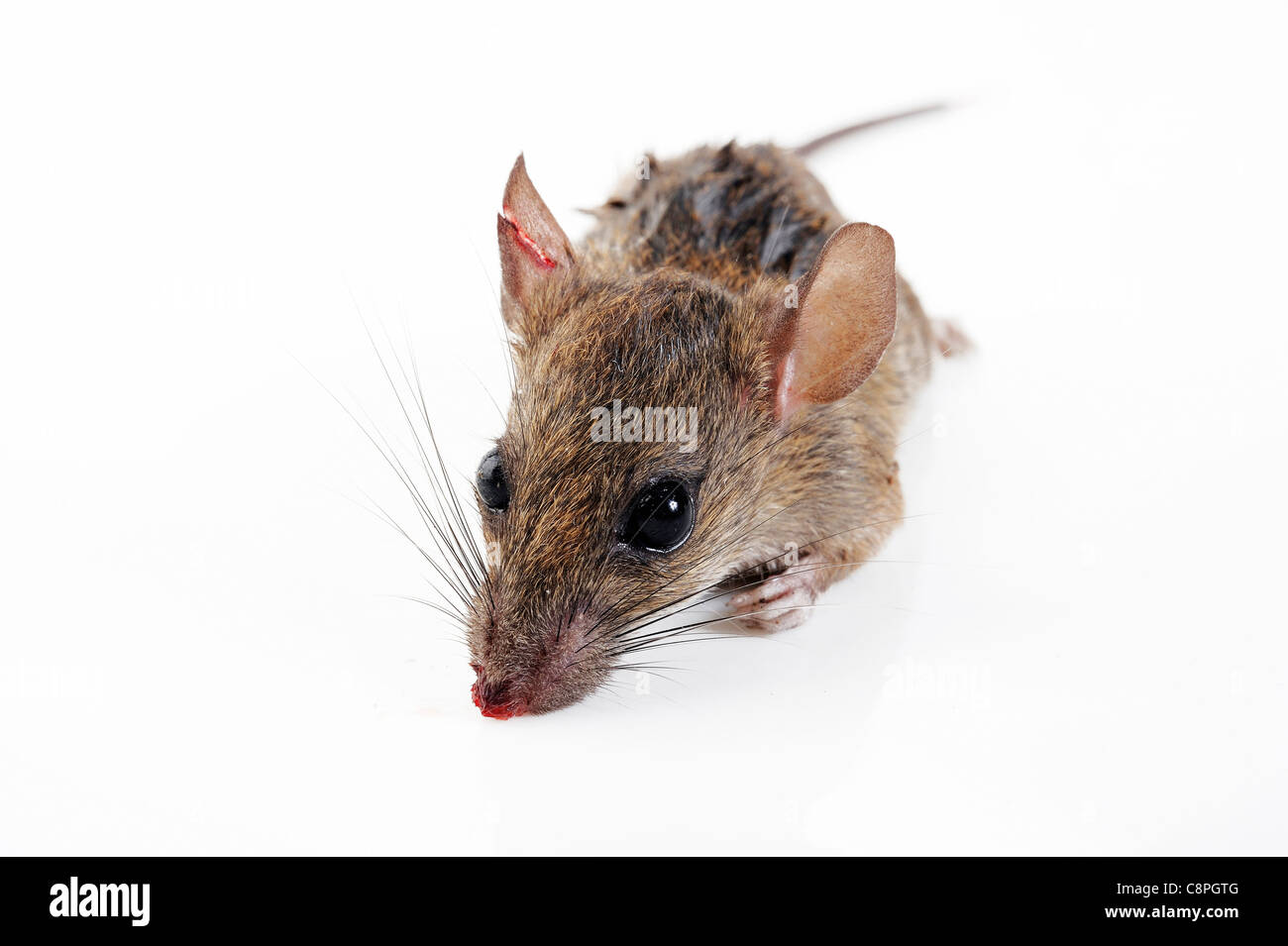 Queue de rat Banque d'images détourées - Alamy