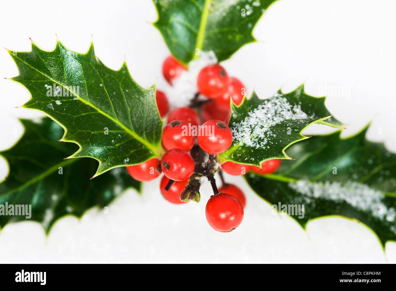 Feuilles de houx et baies Banque de photographies et d’images à haute ...