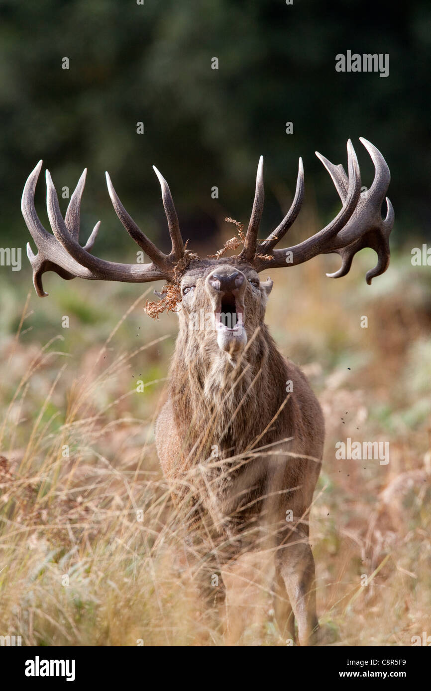 Cerfs rouges agressifs Banque de photographies et d’images à haute ...