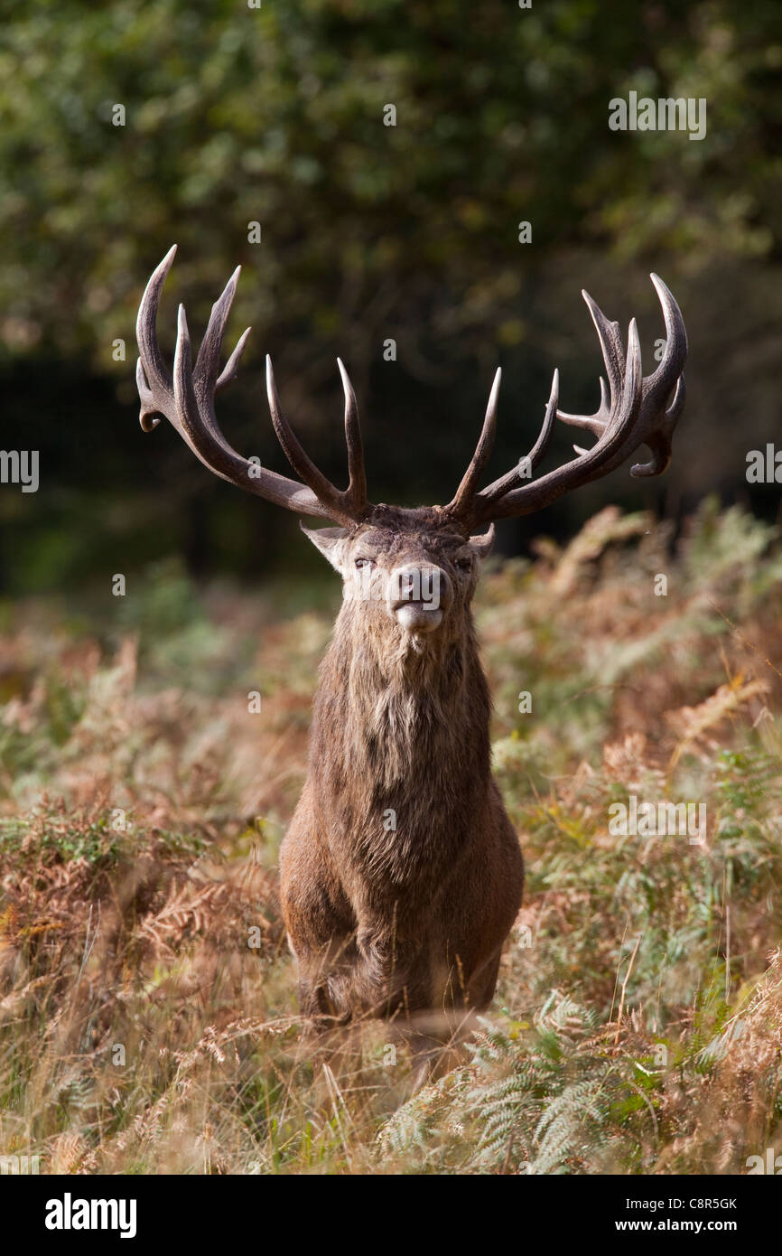 Cerfs rouges agressifs Banque de photographies et d’images à haute ...