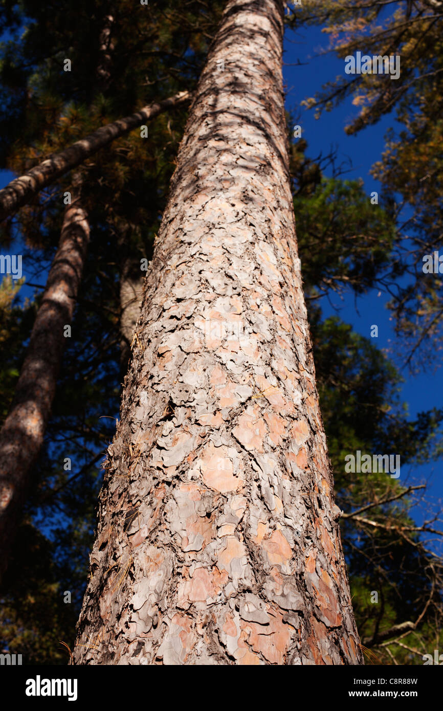 écorces d'arbres Banque de photographies et d’images à haute résolution ...