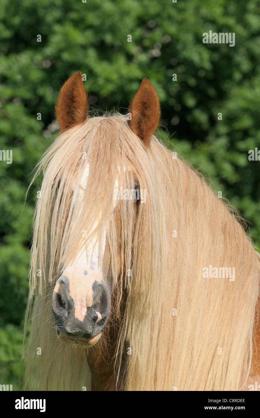 Irish tinker Banque de photographies et d’images à haute résolution - Alamy