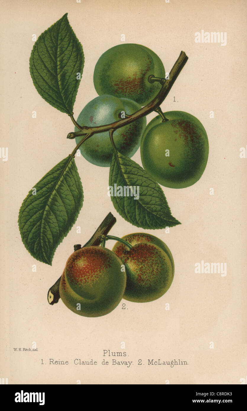 Prunus Domestica Reine Claude Banque d'image et photos - Alamy