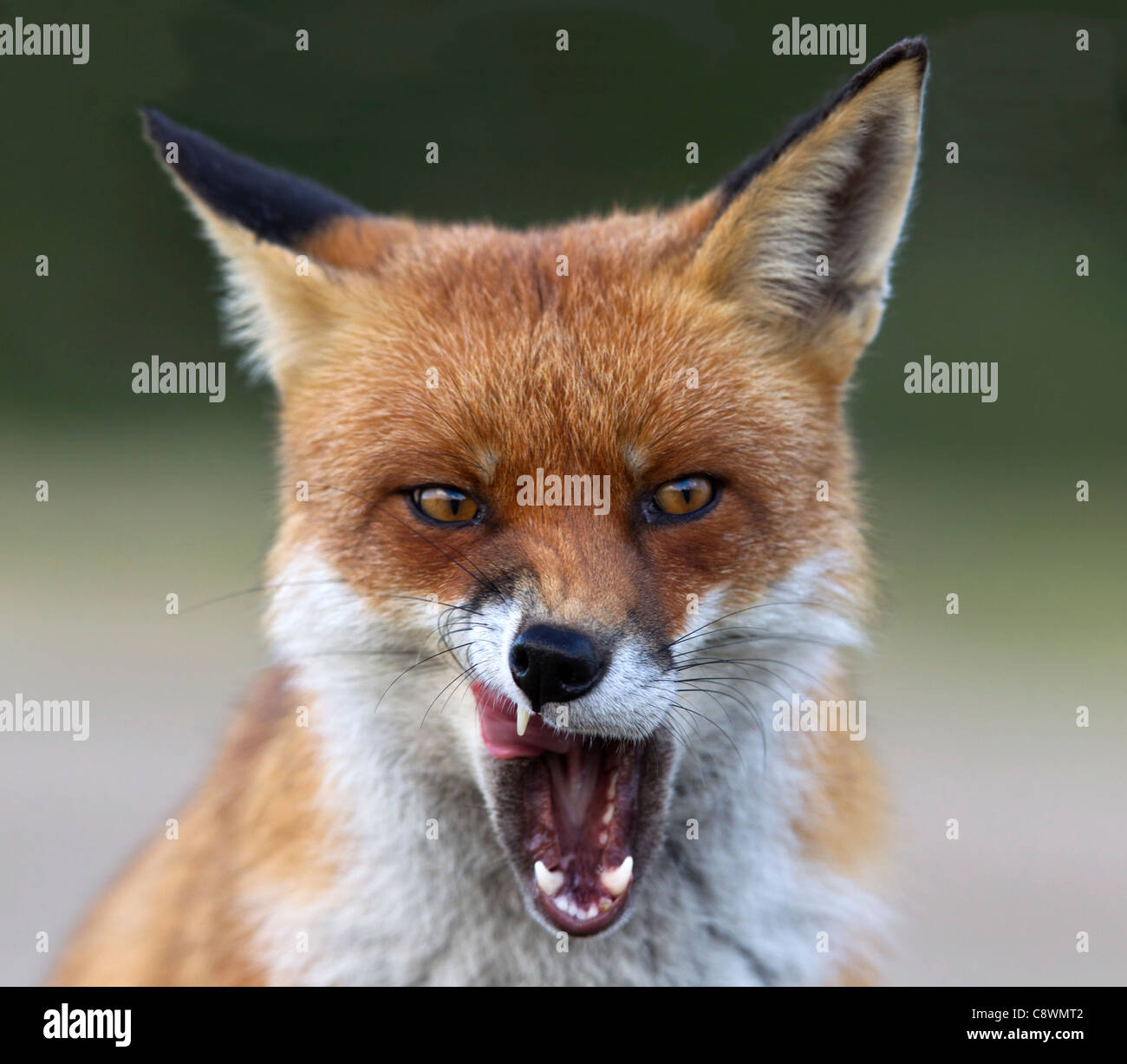 Snarling Fox Banque d'image et photos - Alamy