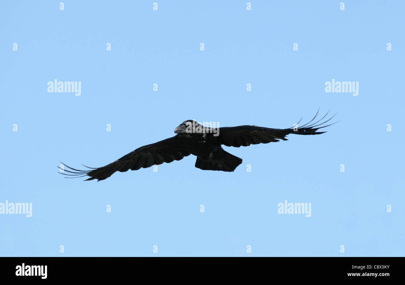 Corvus corax commun ou corvus du nord en vol Banque de photographies et ...
