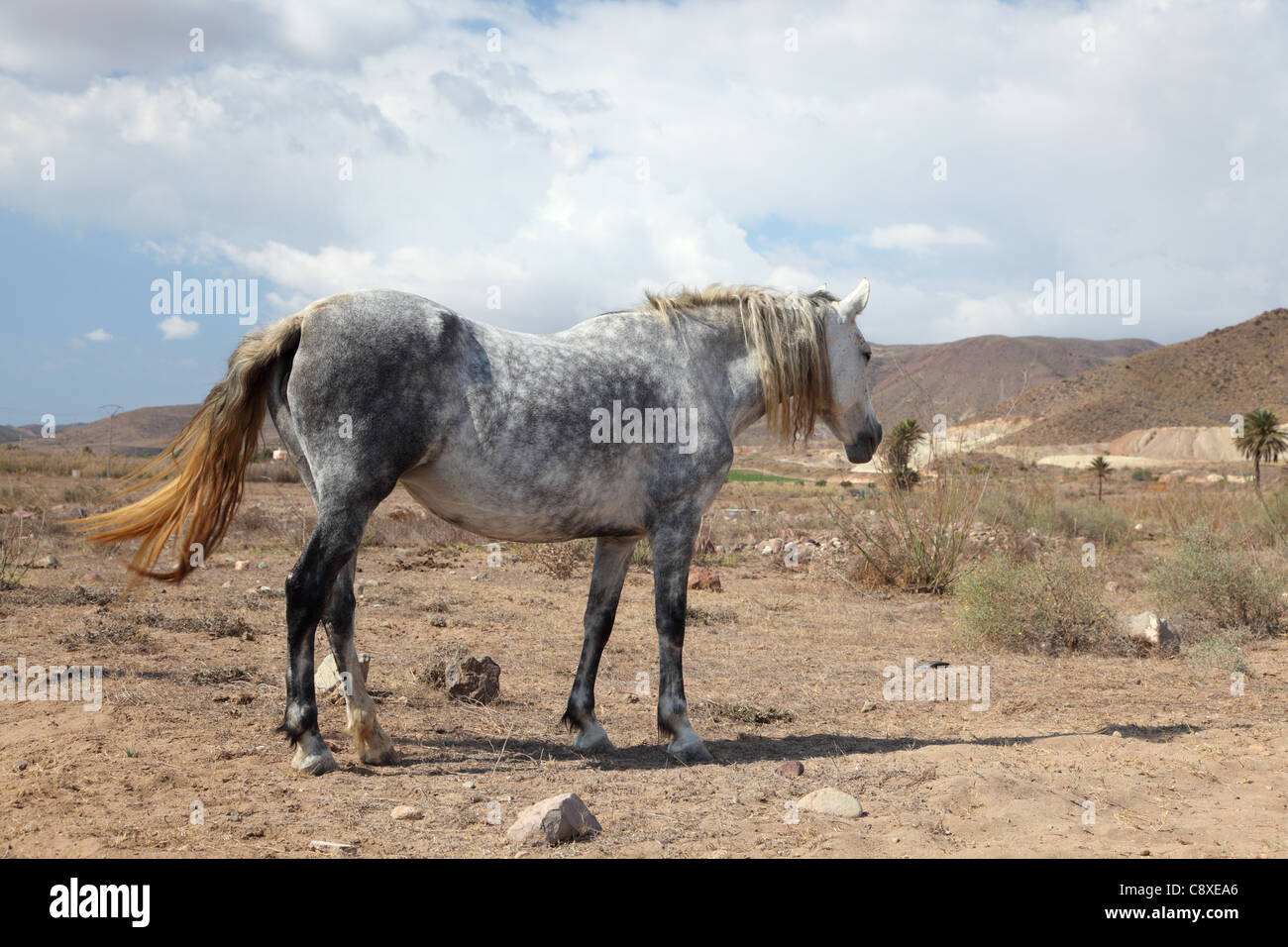 Cheval Andalou Blanc Banque d'image et photos - Alamy
