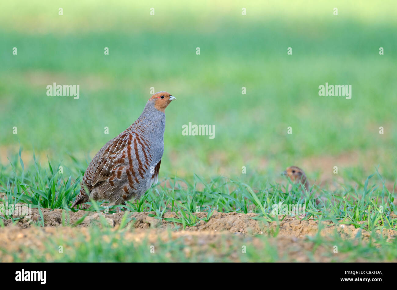 Perdrix oiseau oiseau oiseau norfolk Banque de photographies et d ...