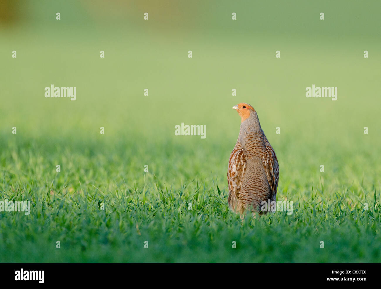 Perdrix perdix perdix oiseau gibier de norfolk Banque de photographies ...