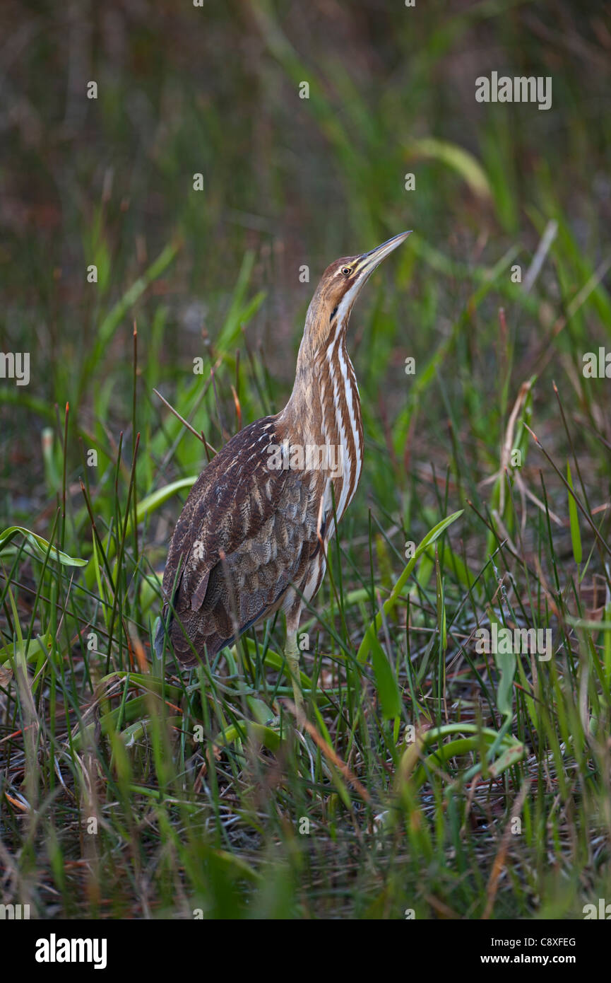 Oiseau butor Banque de photographies et d’images à haute résolution - Alamy