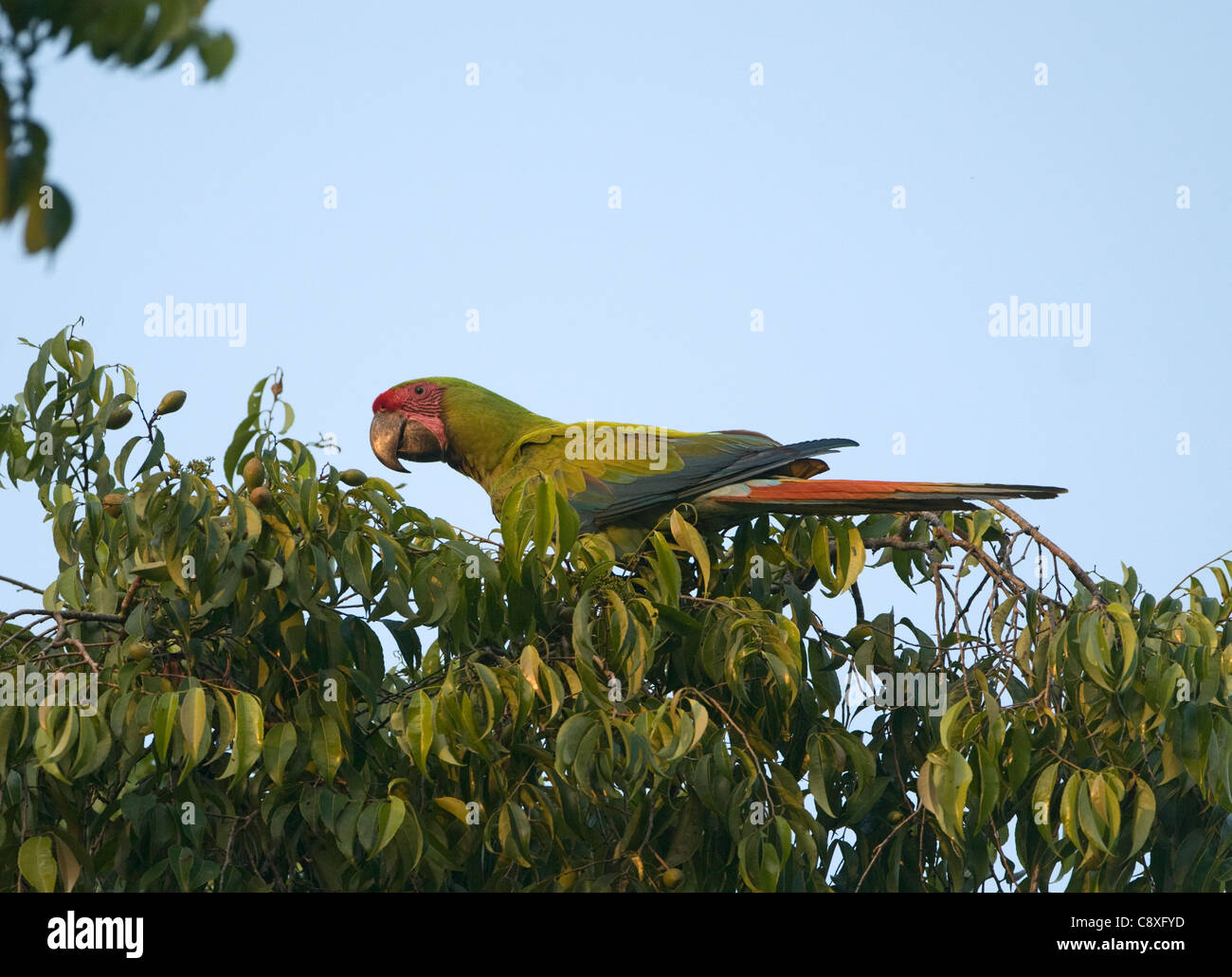 Grand Ara Vert Ara ambiguus La Selva Costa Rica Mars Photo Stock - Alamy