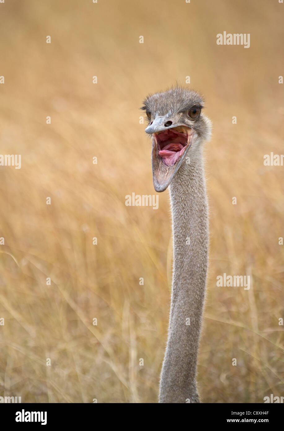 Autruche Kenya Banque d'image et photos - Alamy