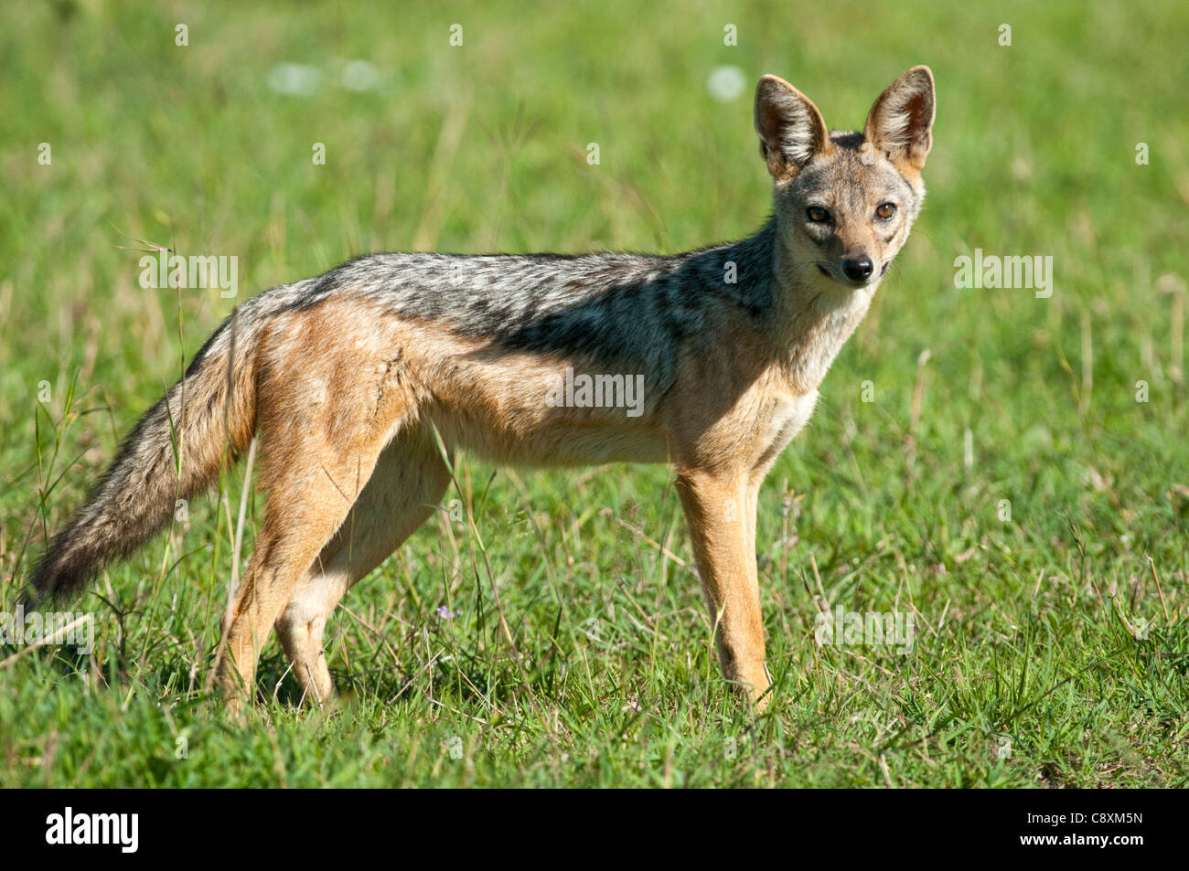 El chacal Banque de photographies et d’images à haute résolution - Alamy