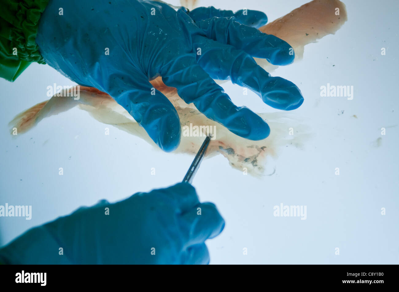 Olli geibel fish Banque de photographies et d’images à haute résolution ...