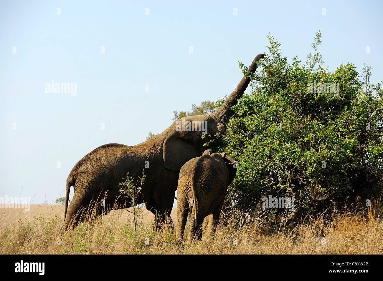 Les éléphants africains jouissant de la liberté d'Imire Safari Ranch à ...