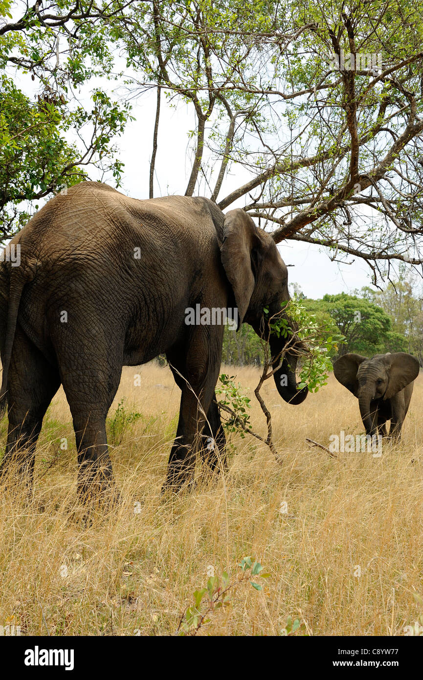 Les éléphants africains jouissant de la liberté d'Imire Safari Ranch à ...