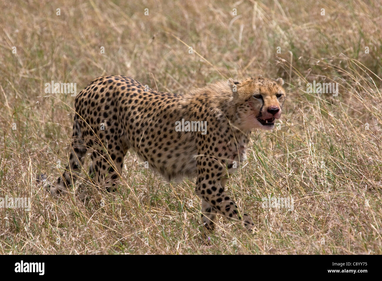 Cheetah after hunting Banque de photographies et d’images à haute ...
