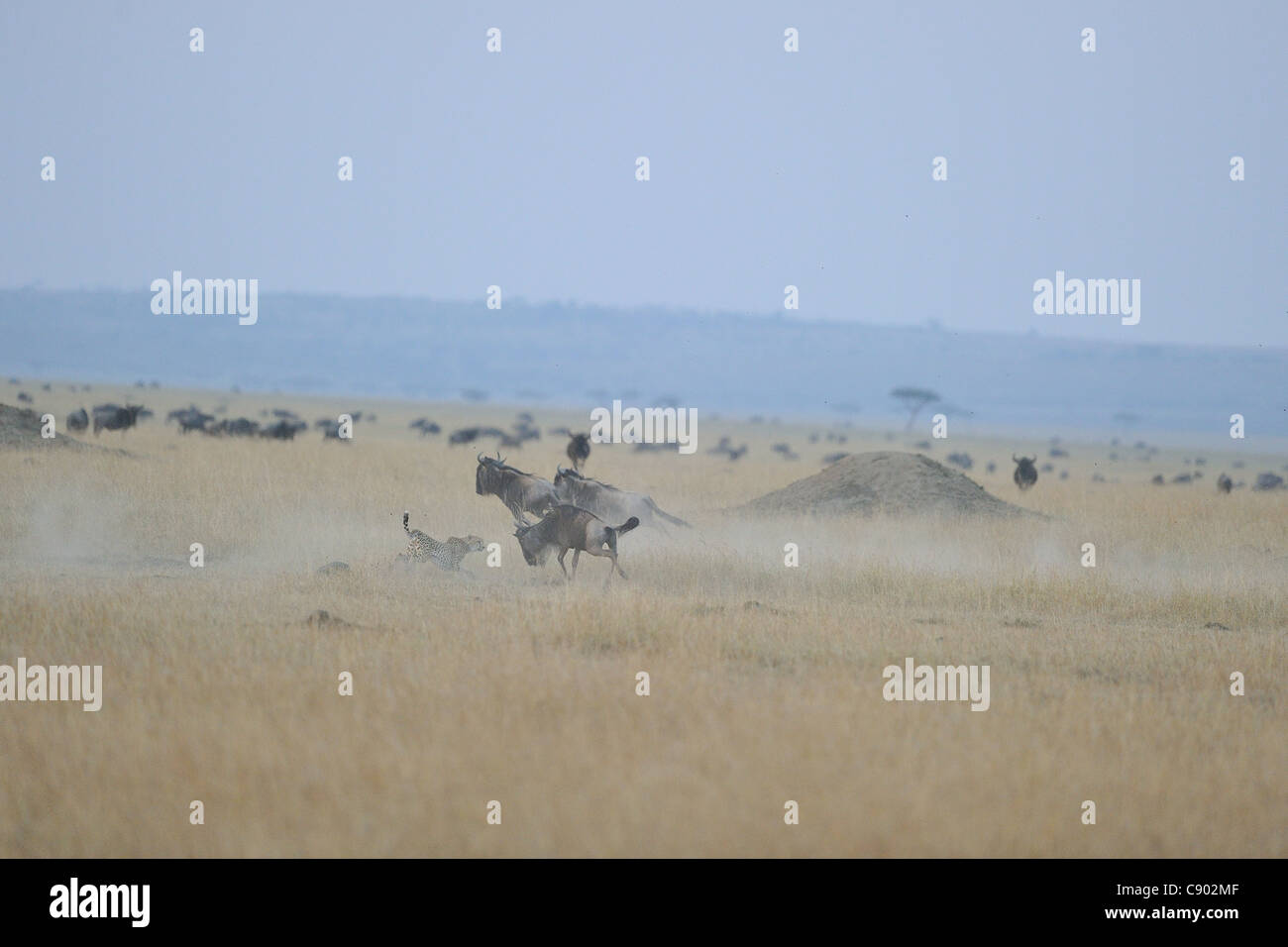 Le Guépard (Acinonyx jubatus) L'une des "trois frères" de la capture d'un gnou Photo Stock - Alamy