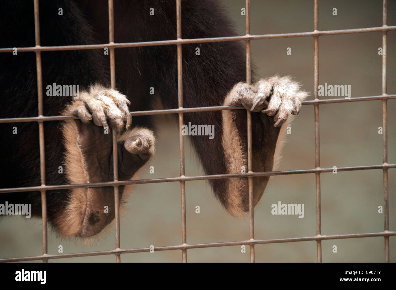 Pieds de singe Banque de photographies et d’images à haute résolution ...