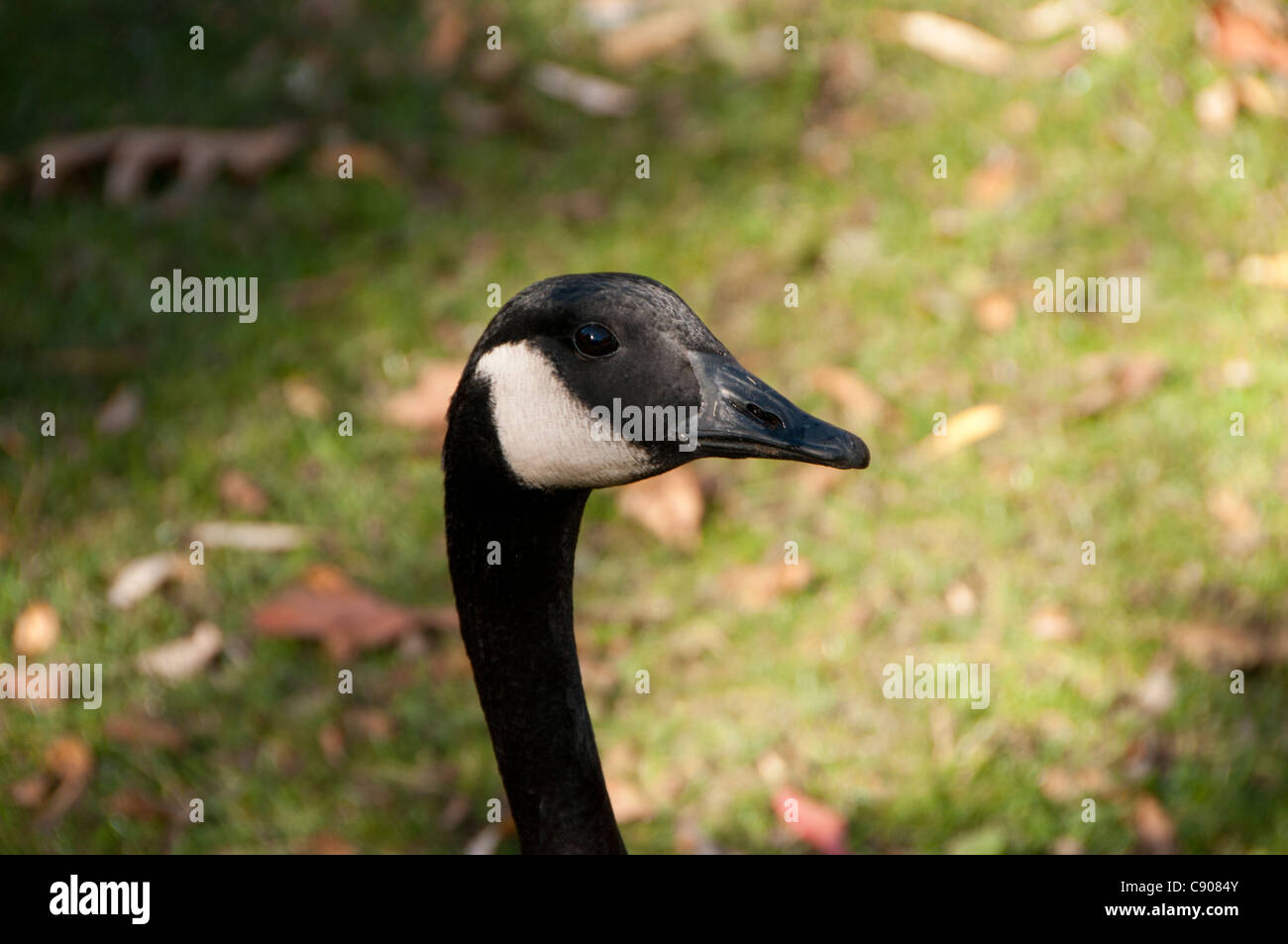 Neck markings Banque de photographies et d’images à haute résolution ...
