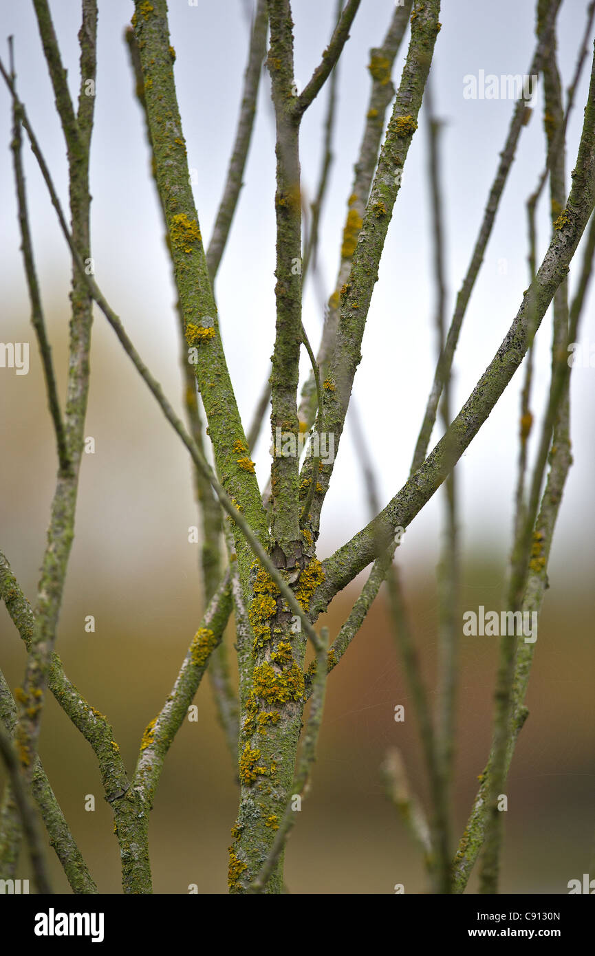 Lichen poussant sur un arbre Banque de photographies et d’images à ...