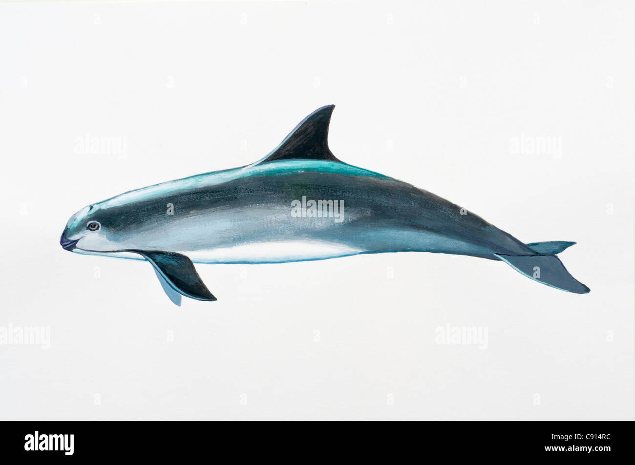 Vaquita Marsouin commun Phocoena sinus, Phocoenidae, Mammalia Cetacea ...