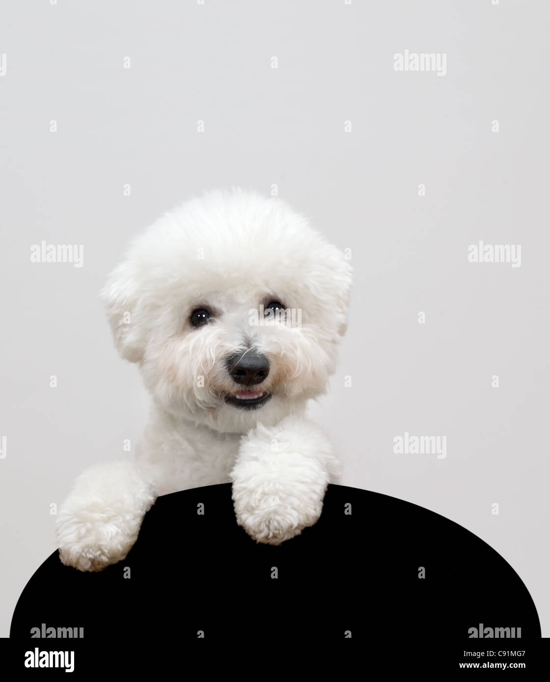 Bichon frise breed Banque de photographies et d’images à haute ...