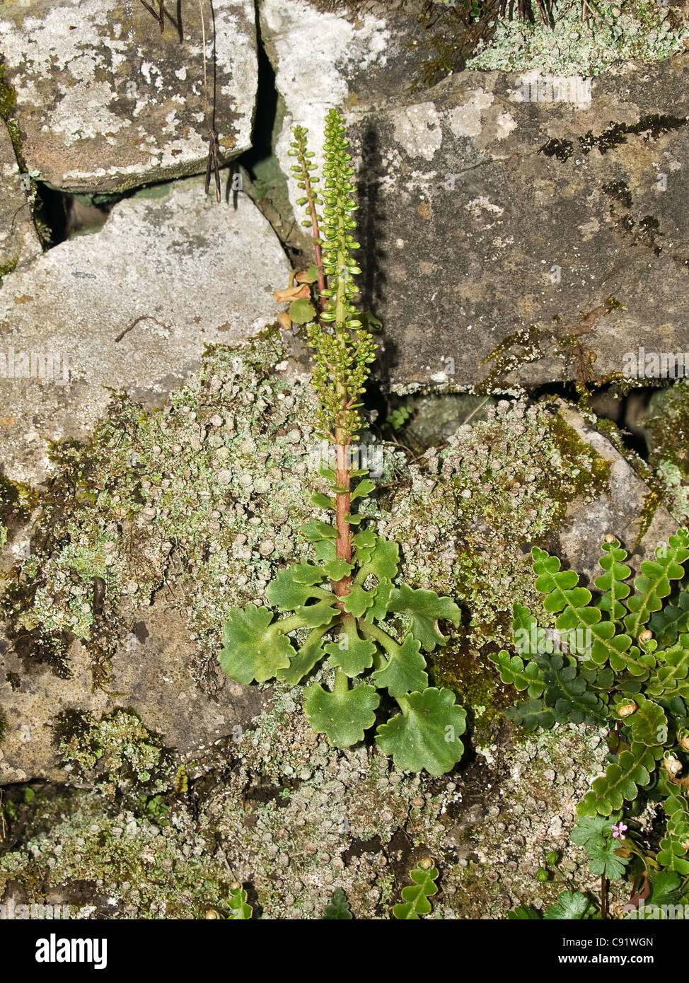 Ombilic rupestris Banque de photographies et d’images à haute ...