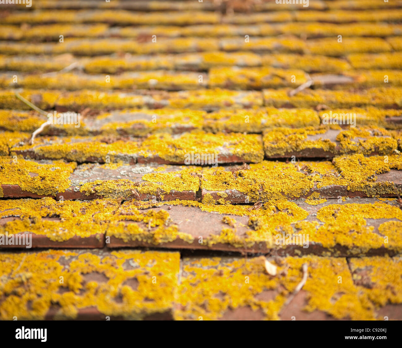 Organismes composites Banque de photographies et d’images à haute ...