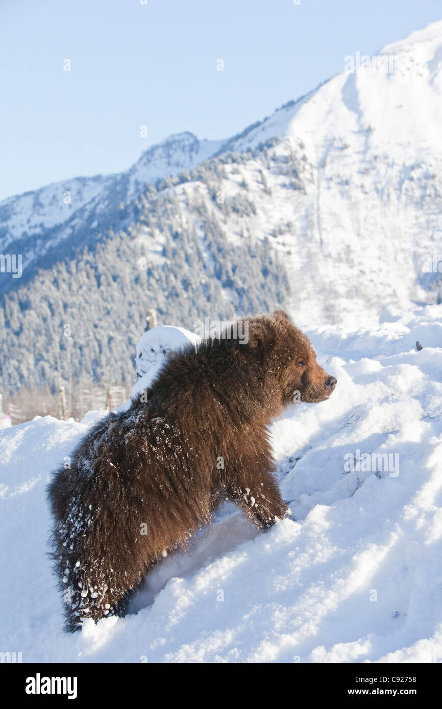 Ours Brun Dans La Neige Banque d'image et photos - Alamy