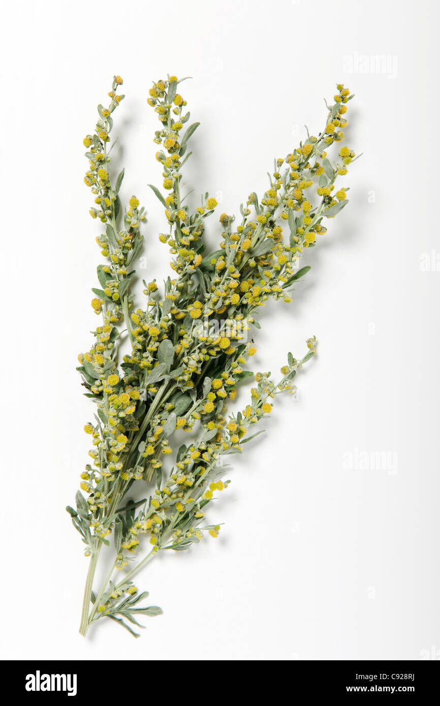 Absinthe Artemisia Absinthium Banque d'image et photos - Alamy