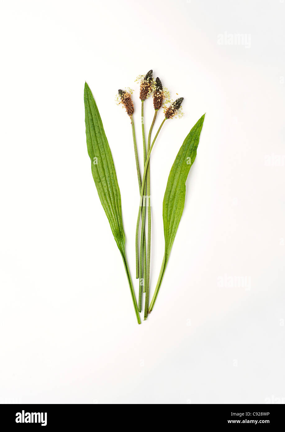 Feuille de plantain Banque de photographies et d’images à haute ...