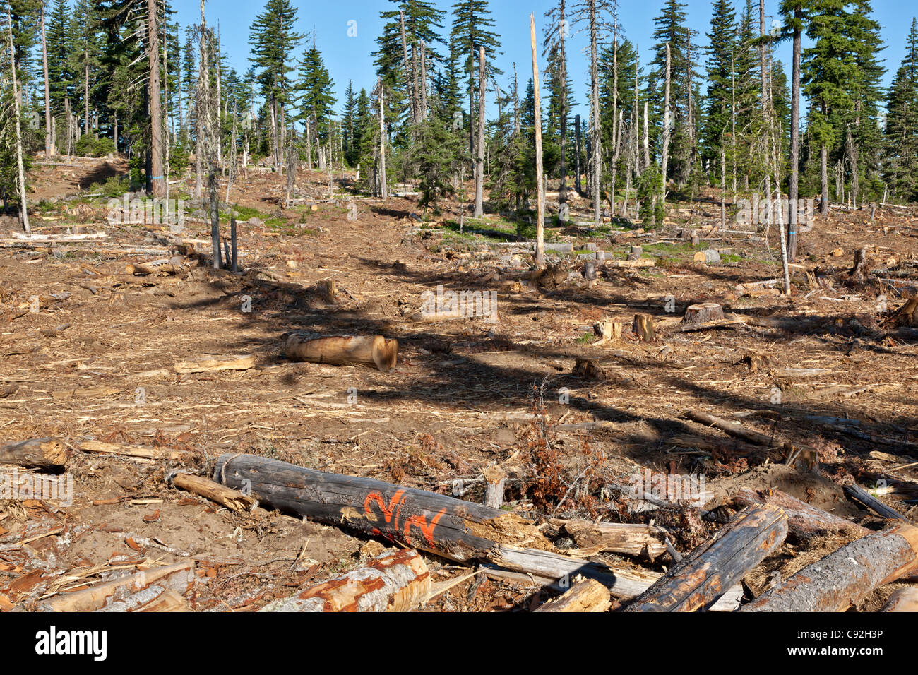 L'exploitation forestière, la forêt de sapin blanc 'site', le pin ...