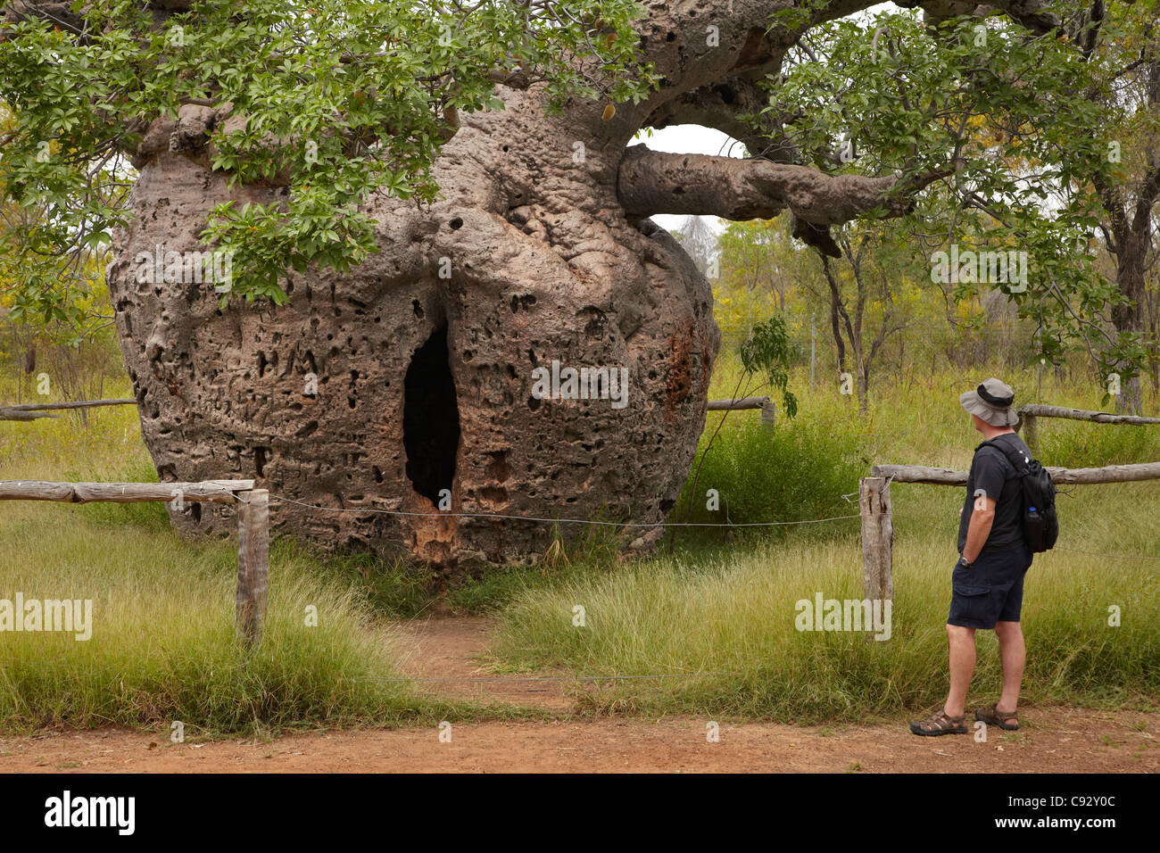 Arbre historique de la prison de boab Banque de photographies et d ...