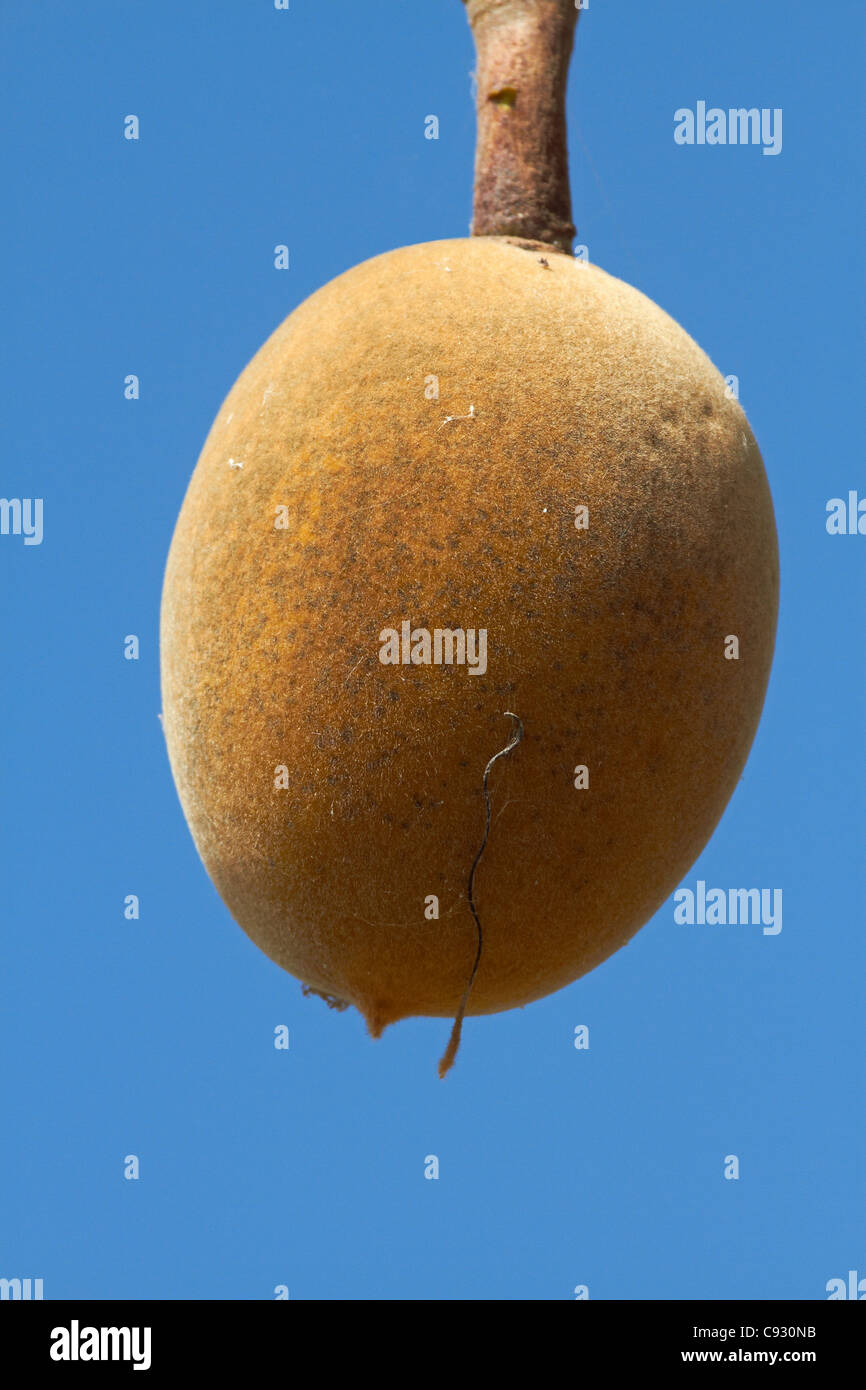 Baobab fruit Banque de photographies et d’images à haute résolution - Alamy