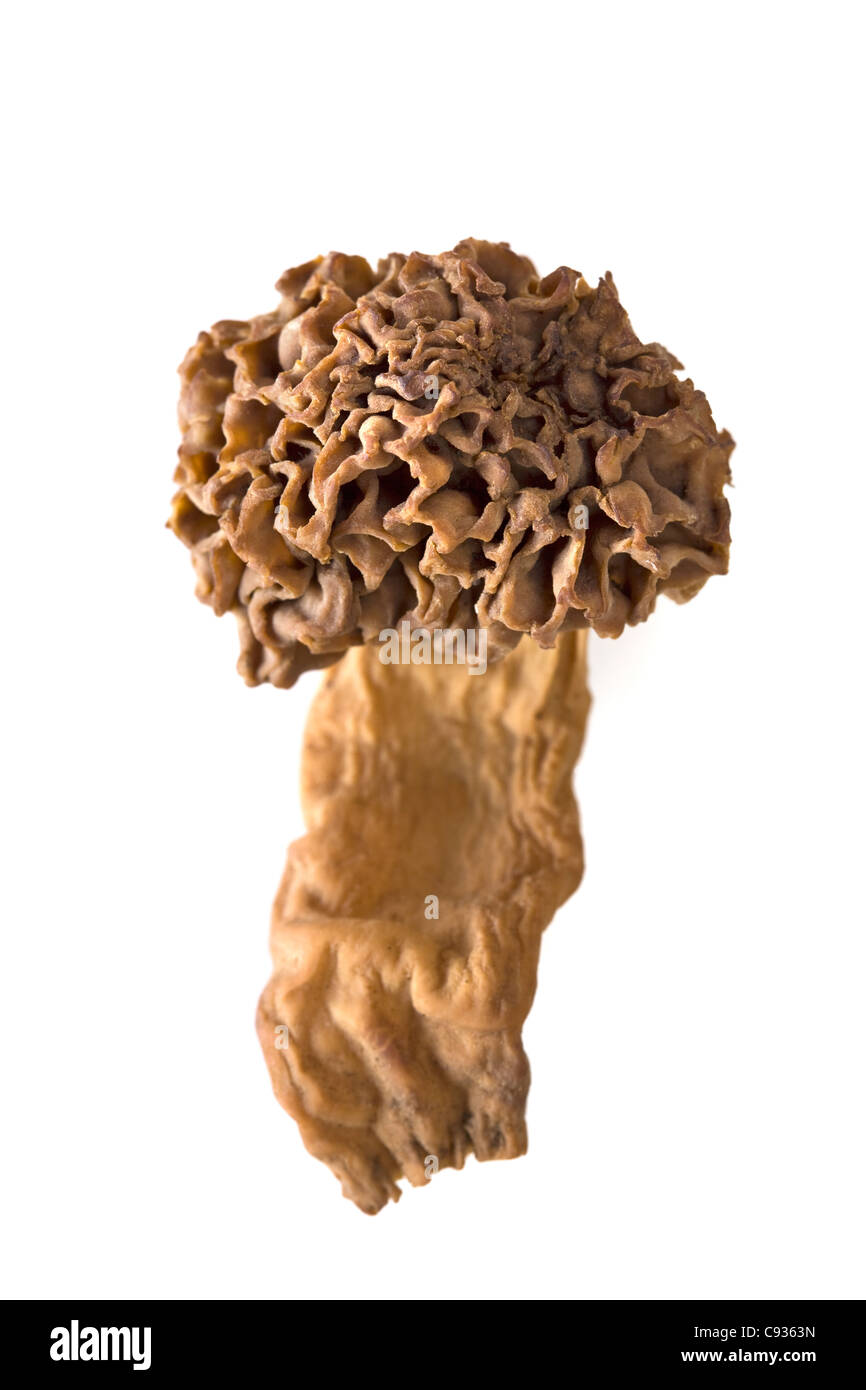 Vraies morilles Banque de photographies et d’images à haute résolution ...
