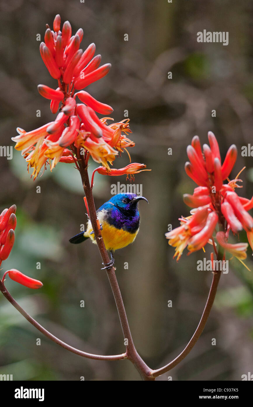 Variable sunbird Banque de photographies et d’images à haute résolution ...