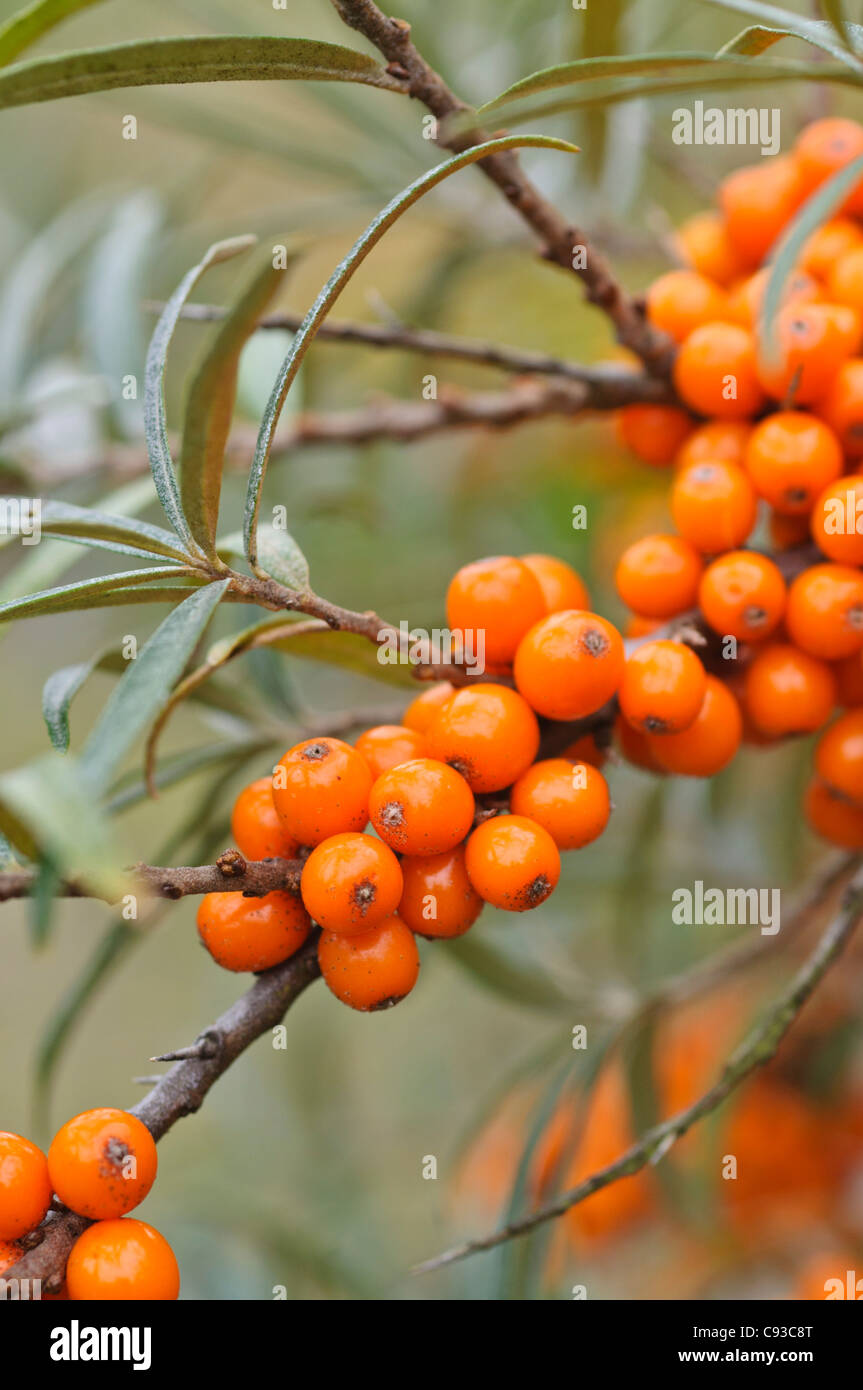 Hippophae d'argousier rhamnoides Banque de photographies et d’images à ...