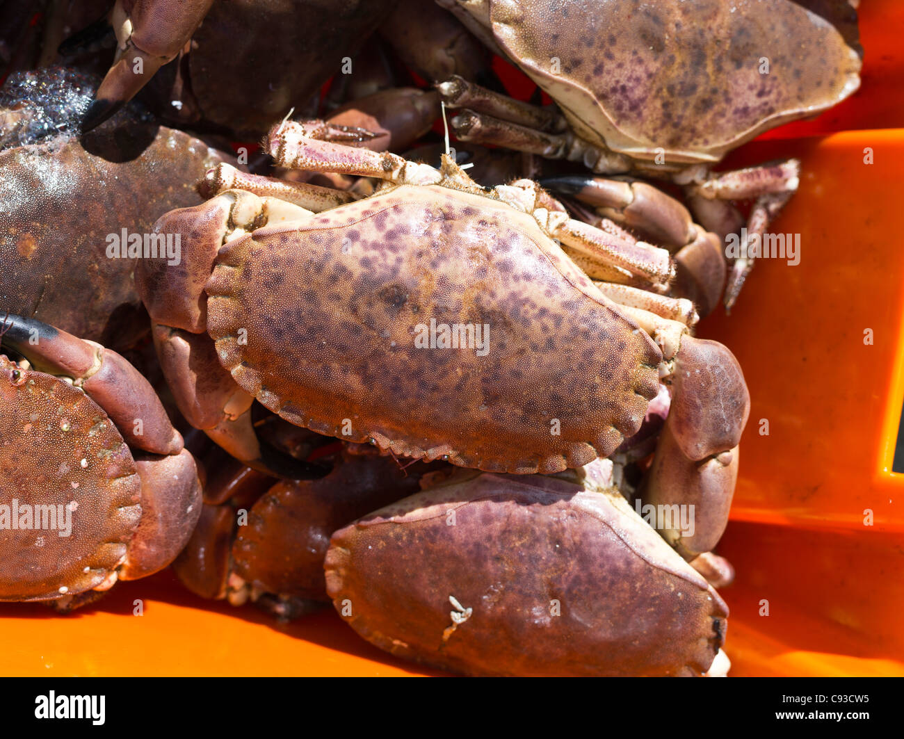 Cancer du crabe Banque de photographies et d’images à haute résolution ...