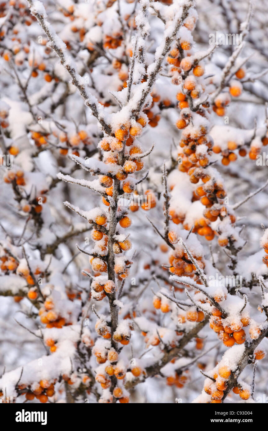 Hippophae d'argousier rhamnoides Banque de photographies et d’images à ...