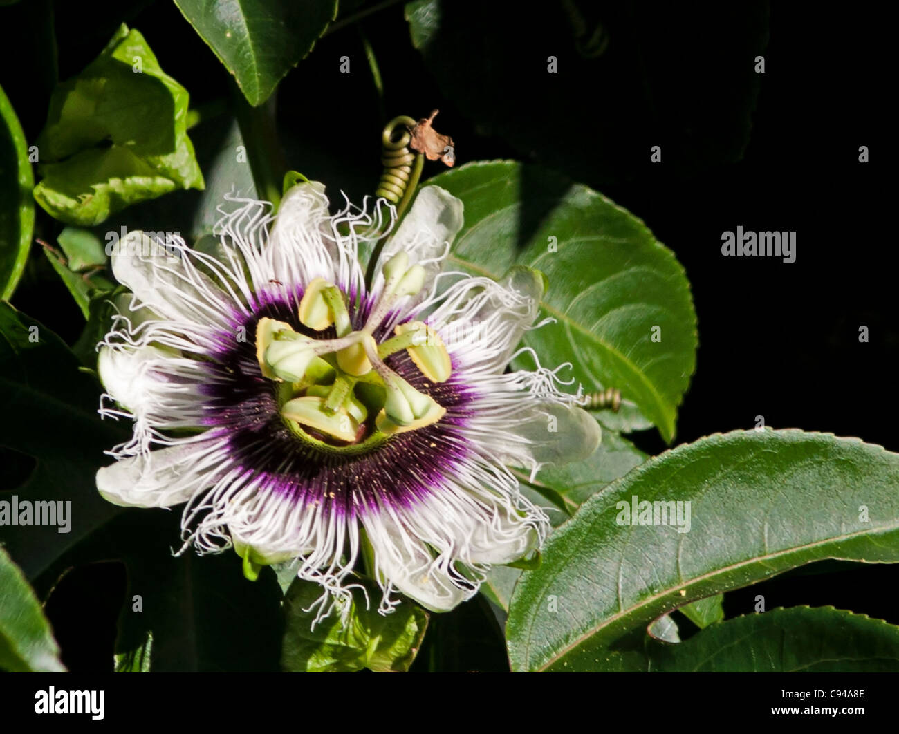 Fruit de la passion passiflora edulis Banque de photographies et d ...