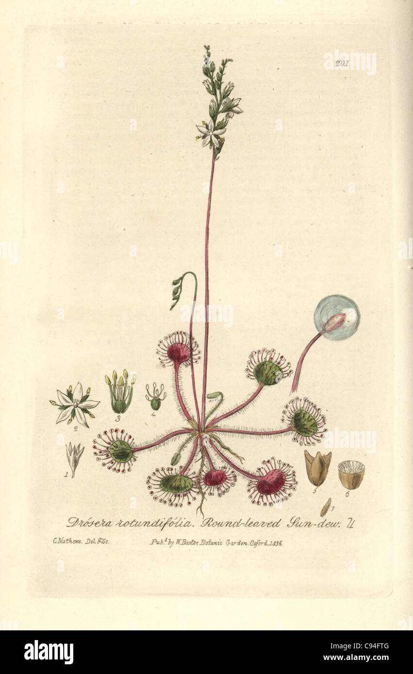 Le rossolis à feuilles rondes, Drosera rotundifolia Photo Stock - Alamy
