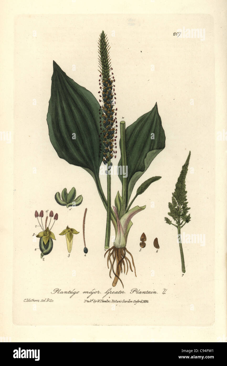 Gravure plantain Banque de photographies et d’images à haute résolution ...